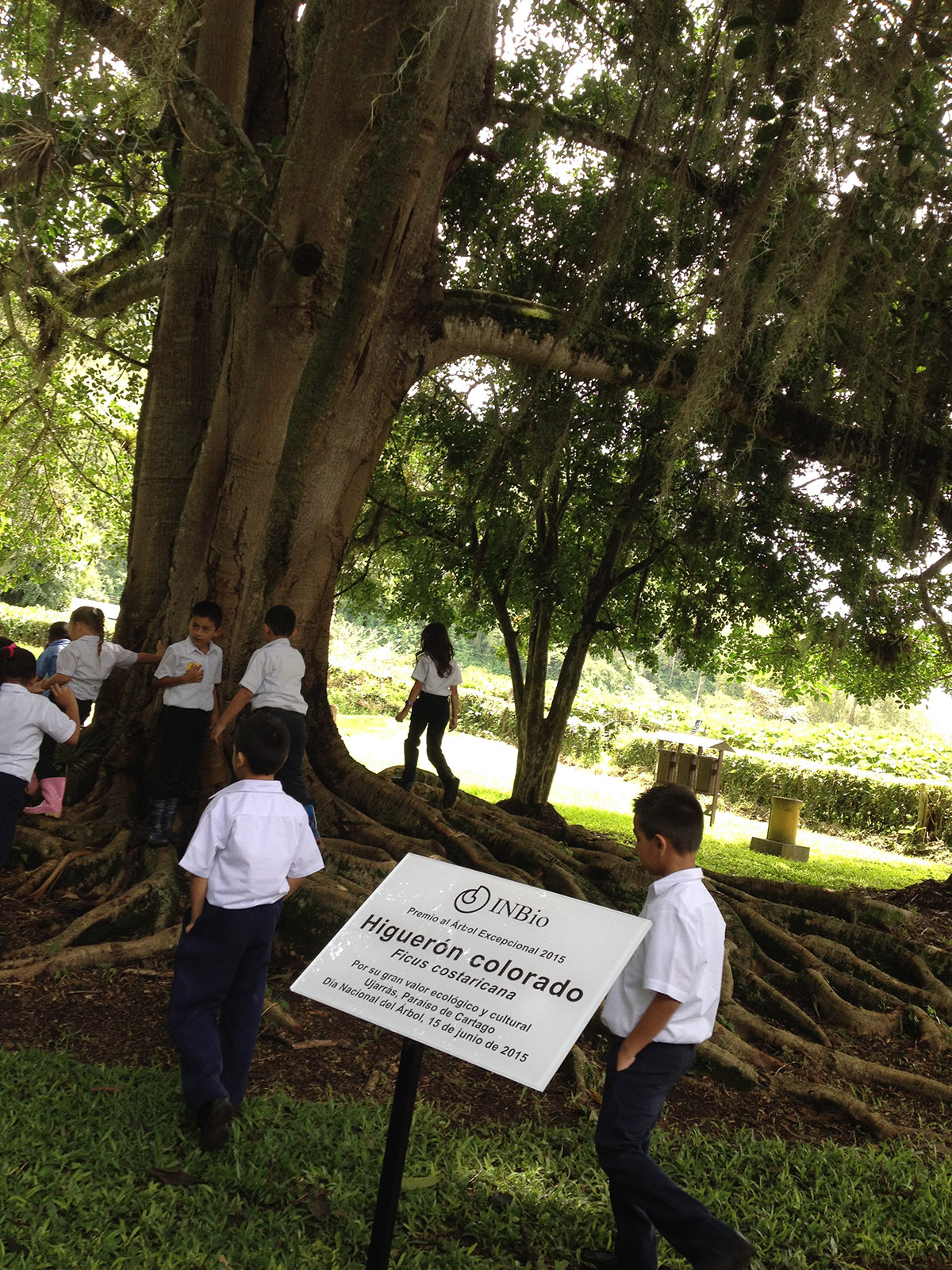 Un higuerón es el Árbol Excepcional del Año, ¿lo conoce? | La Nación