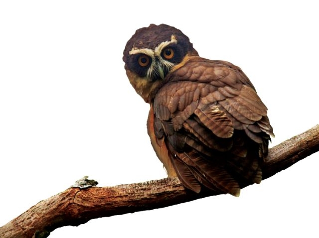 4 especies de búhos cambian de casa y hábitos en el país - La Nación