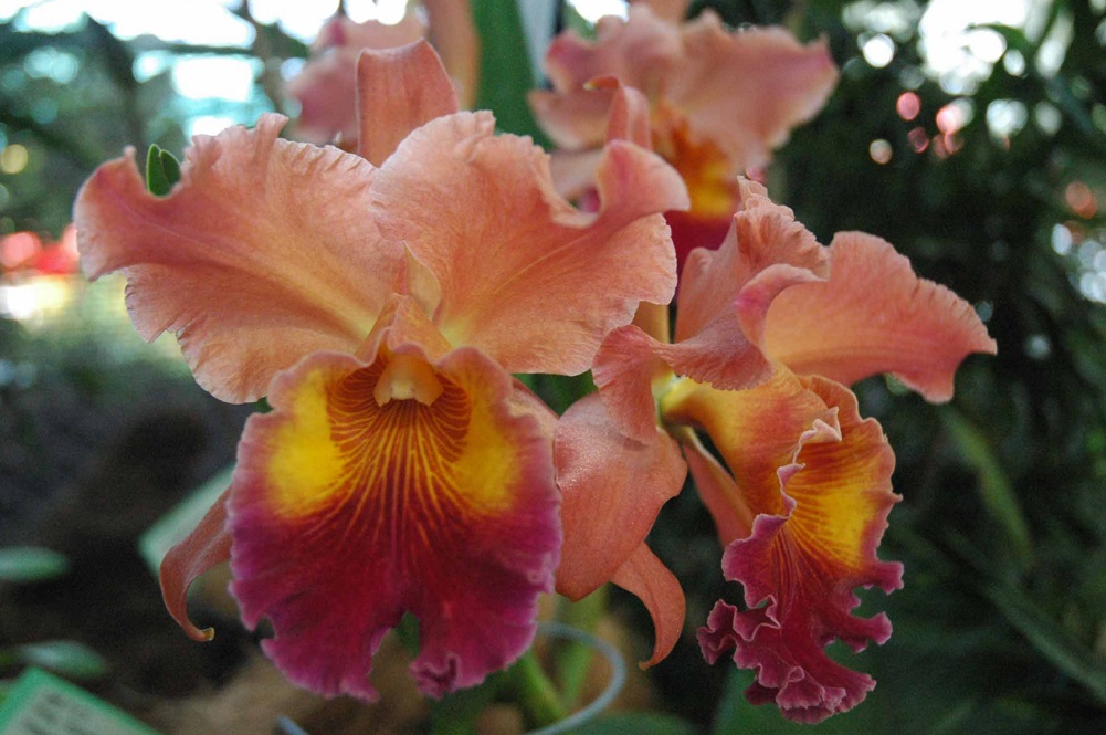 Orquídea es una flor de una planta orquidácea cuyas especies tropicales ...